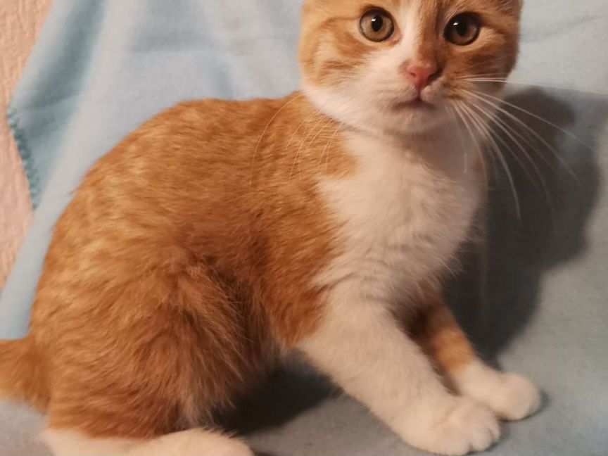 Рыжий котенок вислоухий