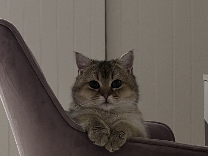 Кот для вязки золотая шиншилла