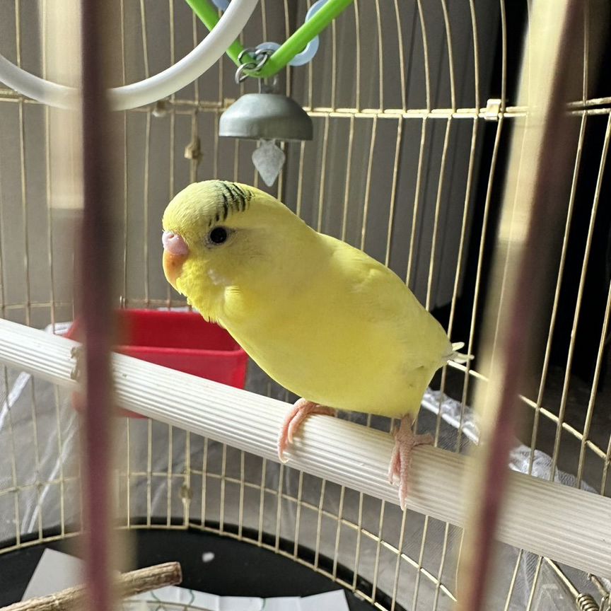 Волнистый попугай