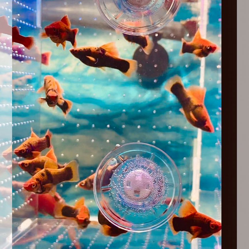 Меченосец гибрид брокколи