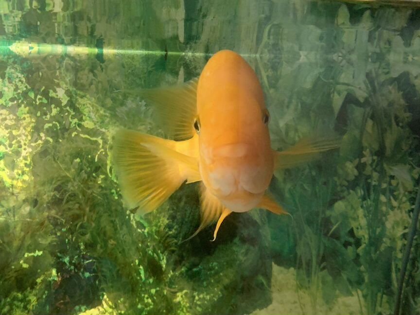 Аквариумные рыбки