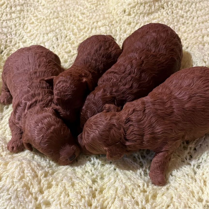 Той-пудель, щенок