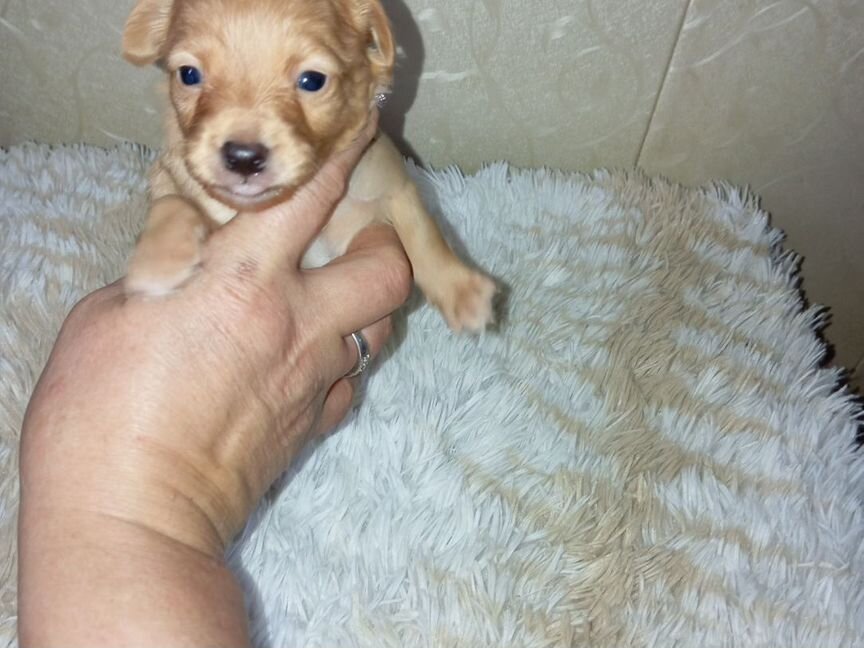 Кремовый тойчик