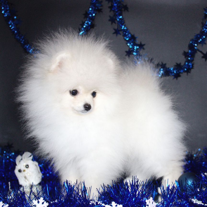 Померанский шпиц, щенок