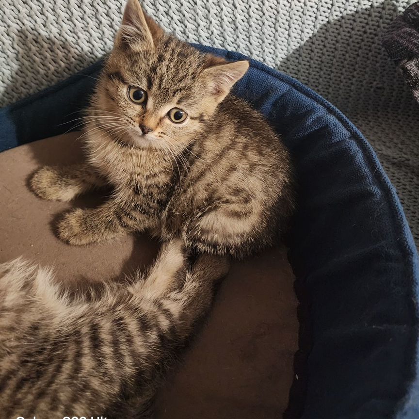 Британские котята короткошерстные