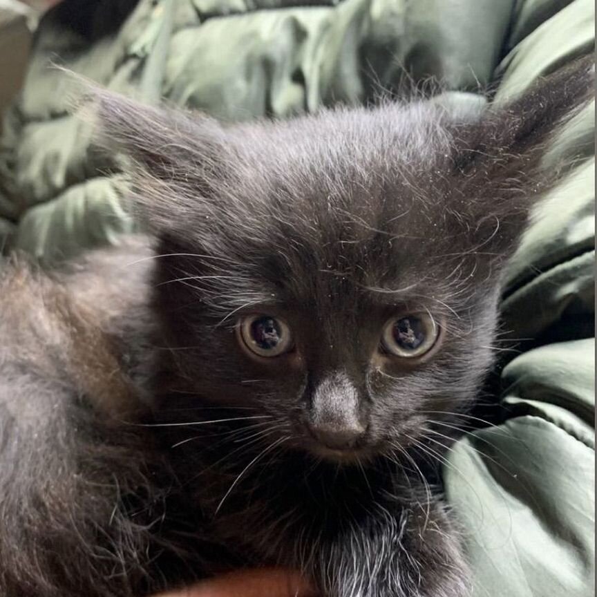 Бесплатно отдадим котят в добрые руки