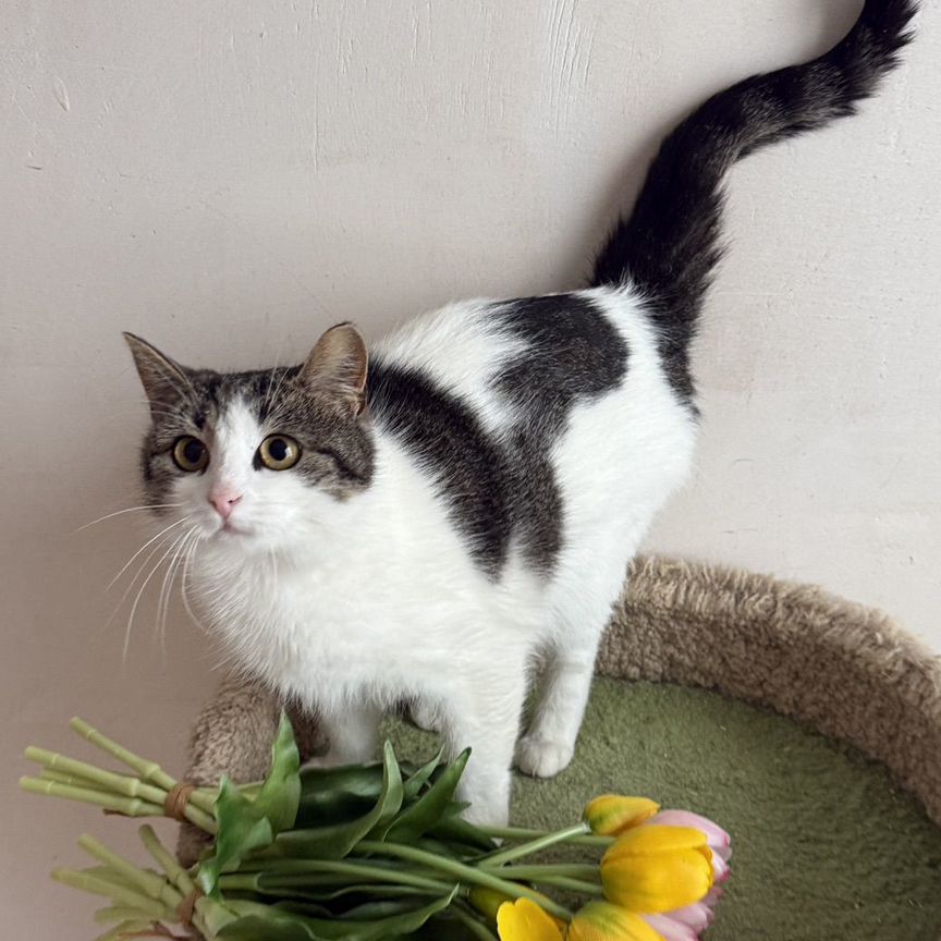 Взрослая кошка в добрые руки