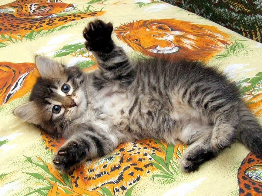 Сибирские котятки