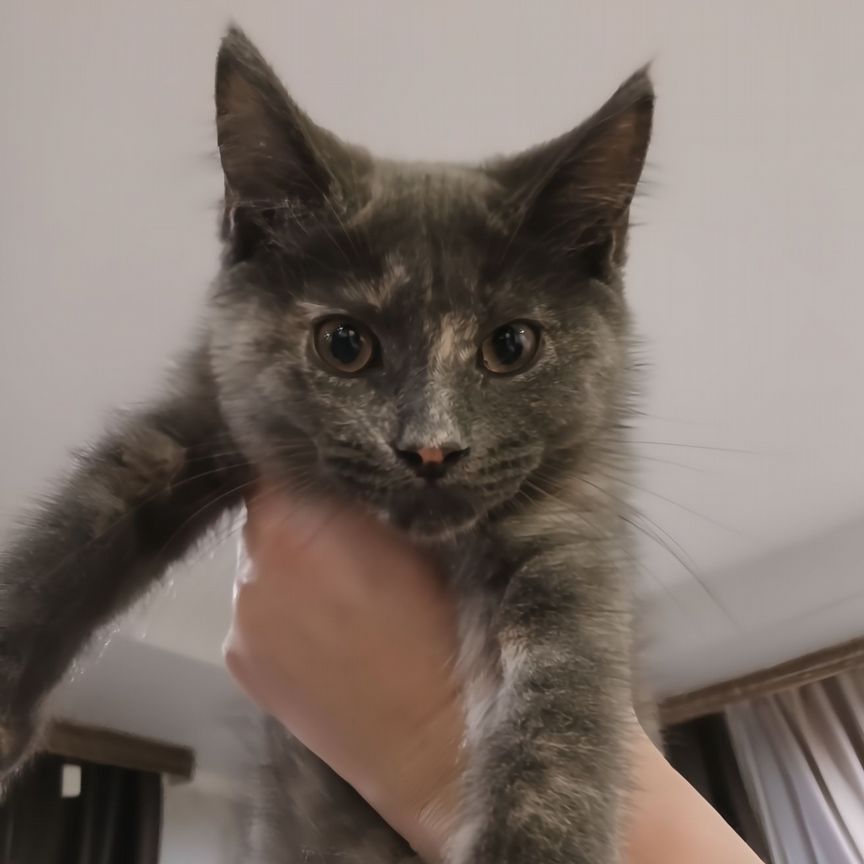 Мейн-кун котёнок