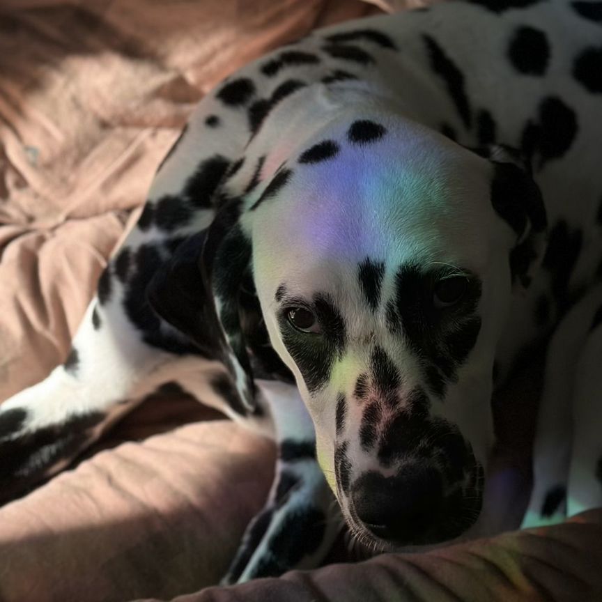 Далматин, щенок