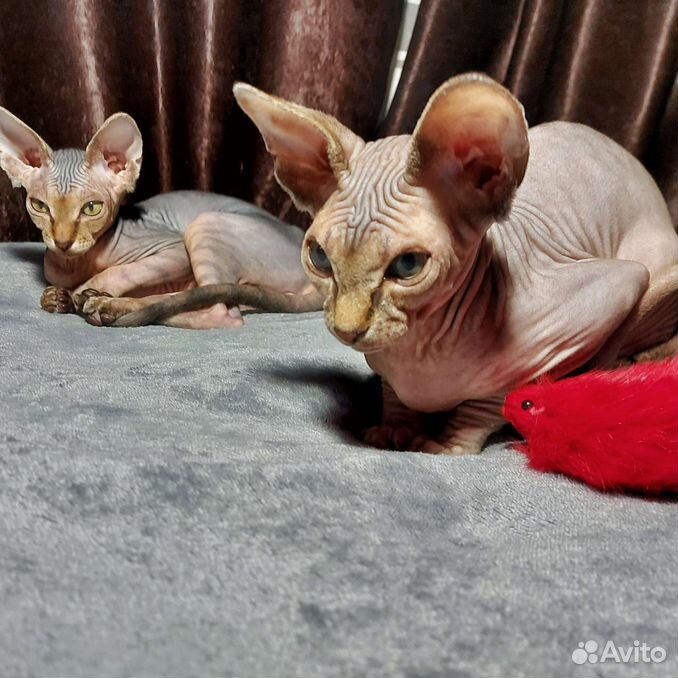 Два малыша Канадского сфинкса