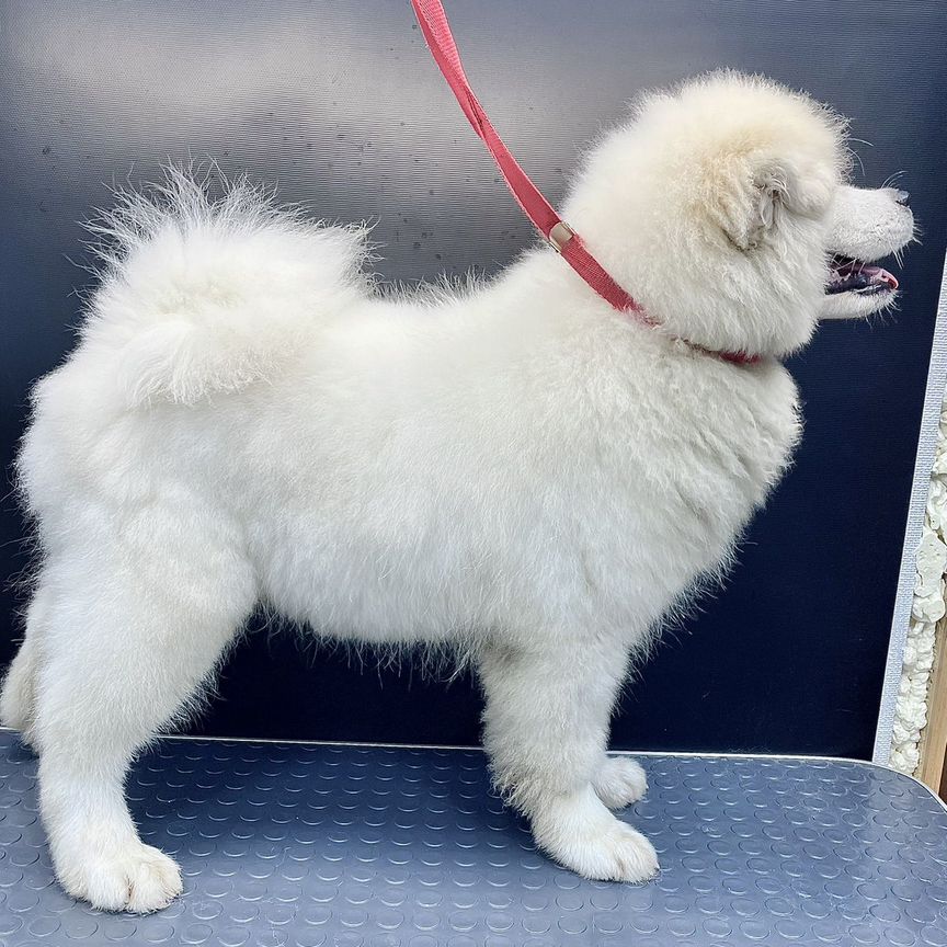 Щенки самоеда