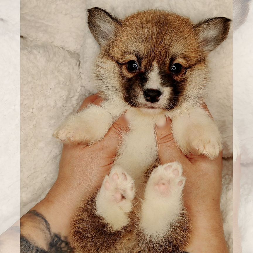 Вельш-корги пемброк