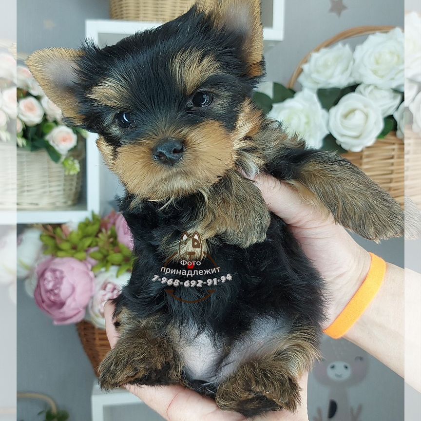 Йоркширский терьер, щенок