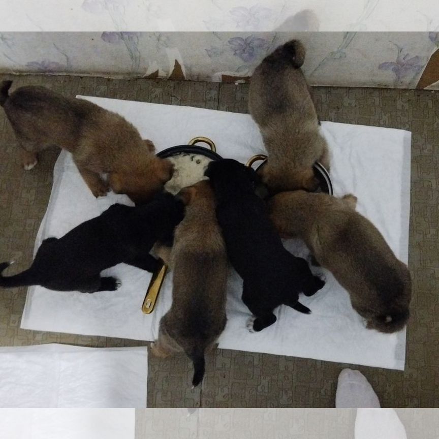 Щенок в добрые руки