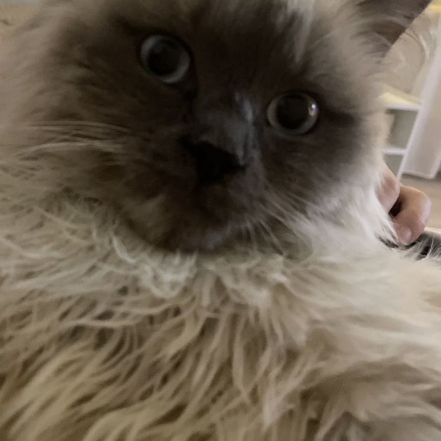 Кот рэгдолл