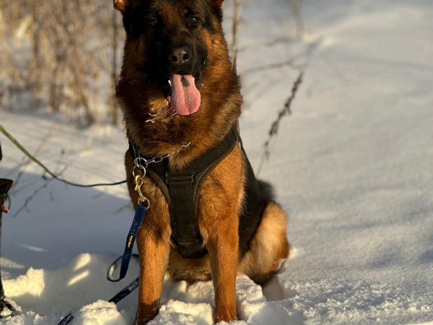 Вязка немецкая овчарка чемпион