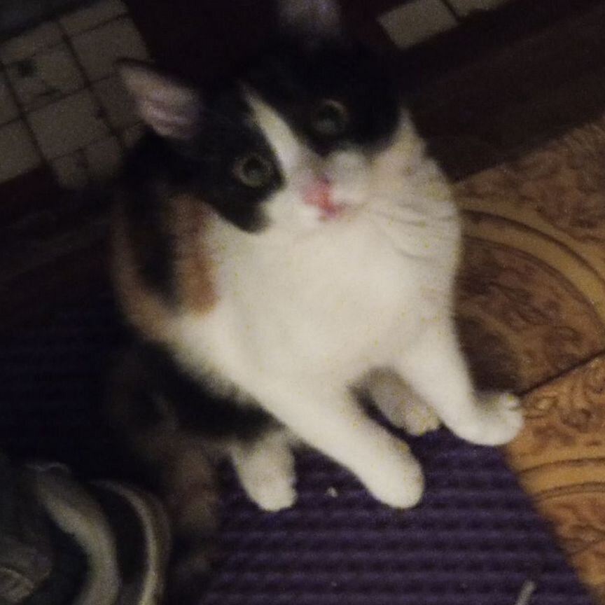 Кошка