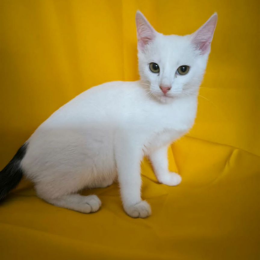 Беленькие котятки