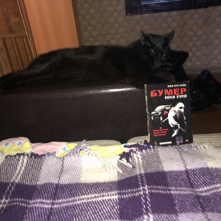 Котенок 7 месяцев