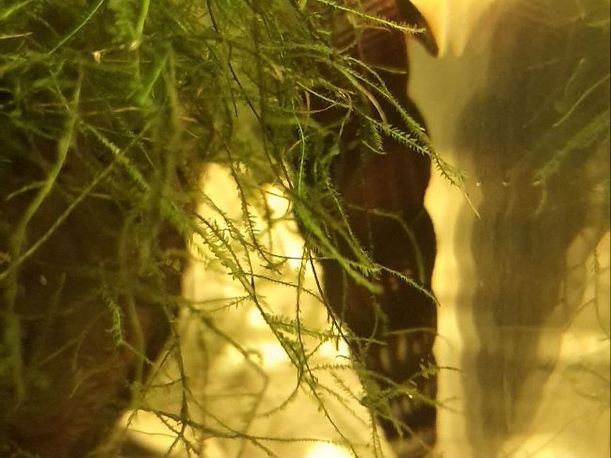 Улитки тиломелания