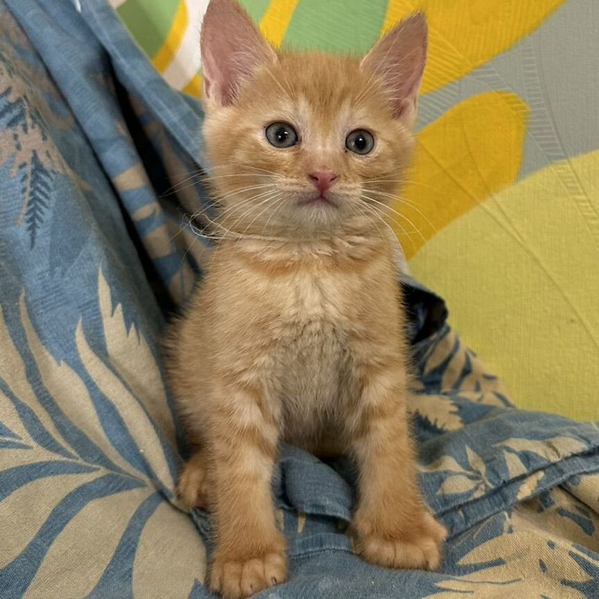 Рыжее чудо по имени Чак