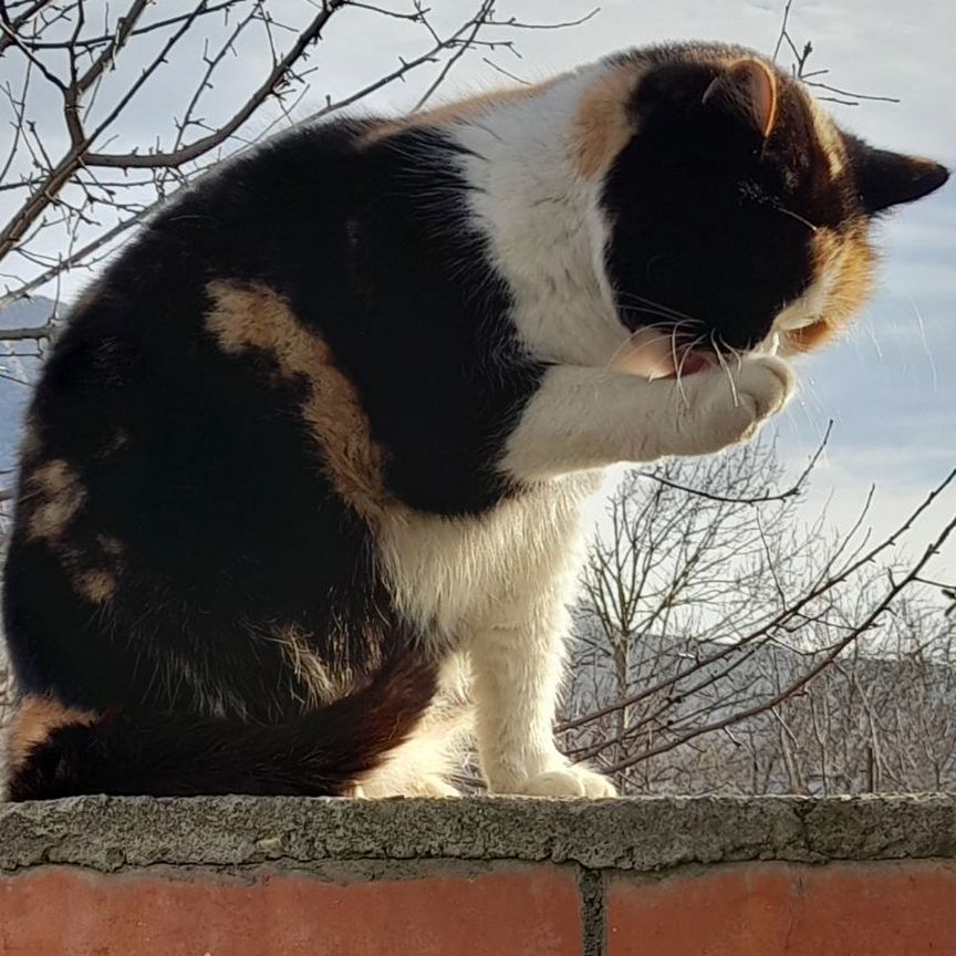 Трехцветная красавица для счастья