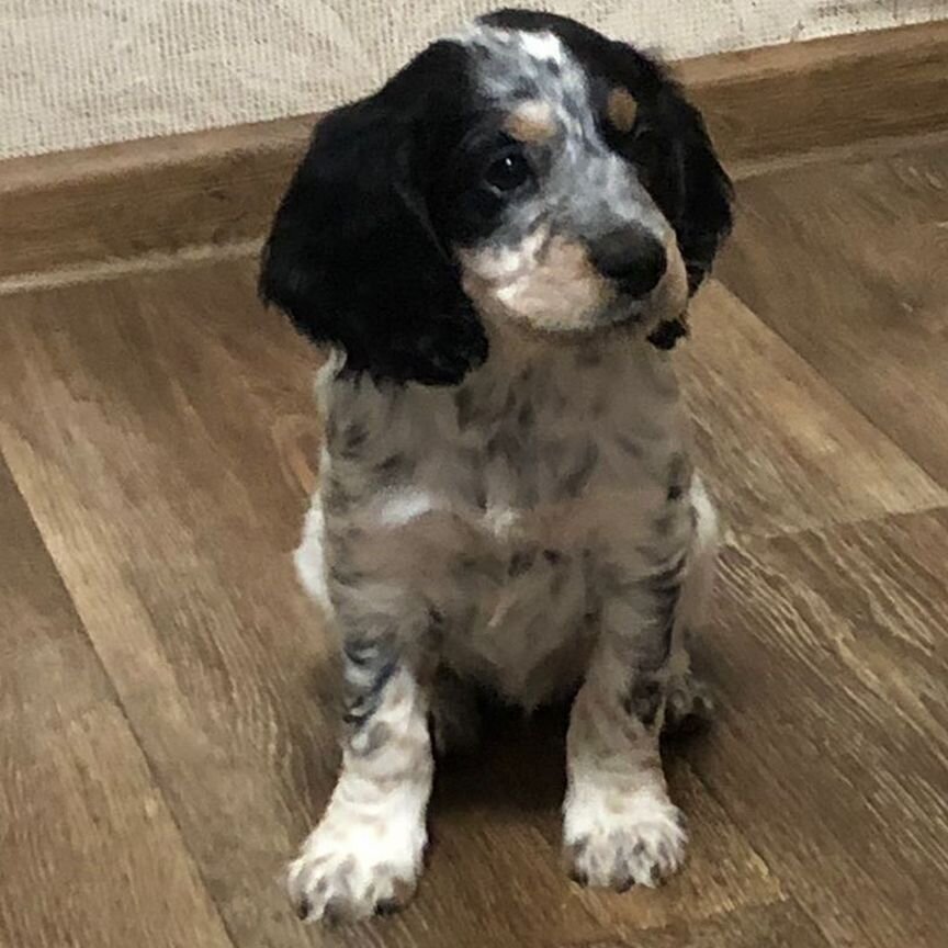 Русский охотничий спаниель