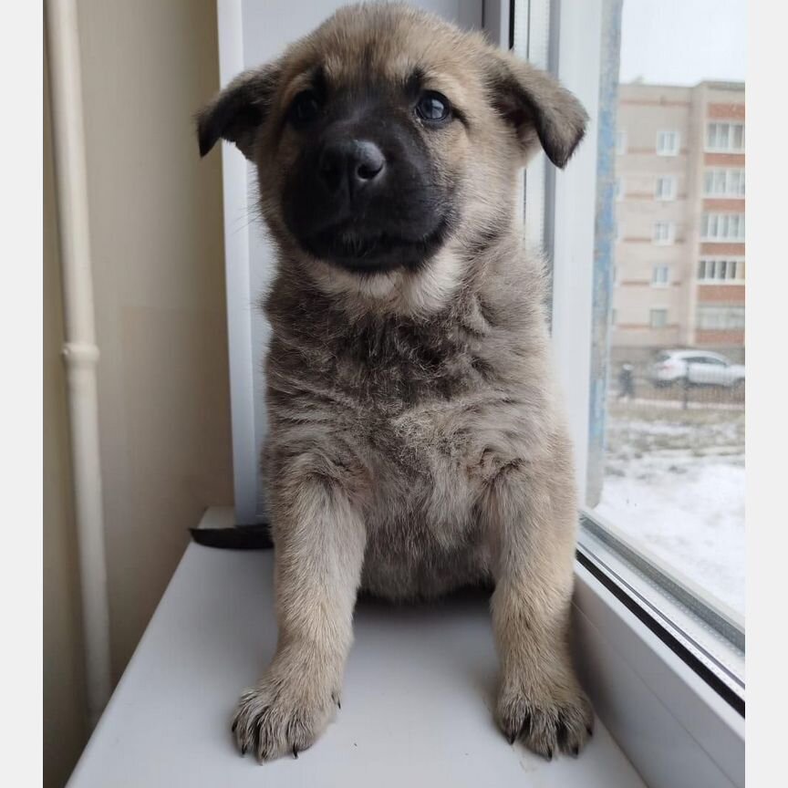 Щенок Мальчик 1,5 месяца