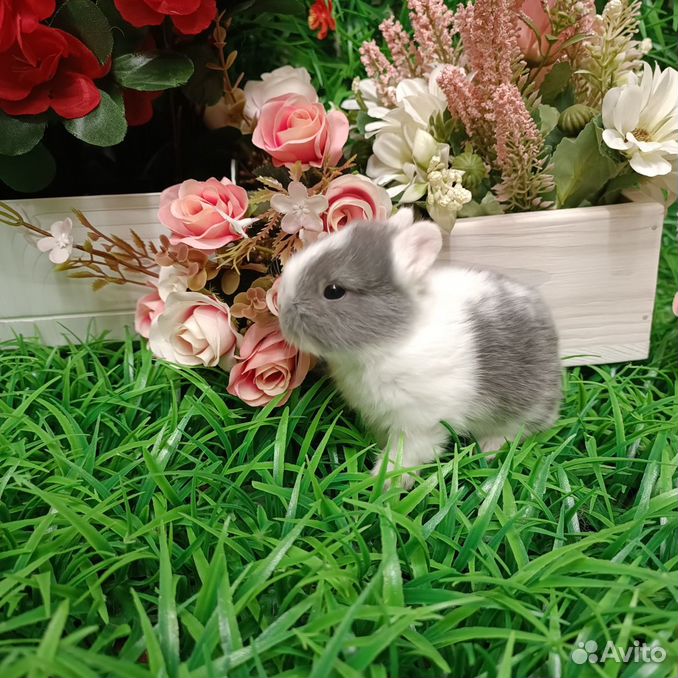 Только карликовые мини кролики. Доставка по РФ