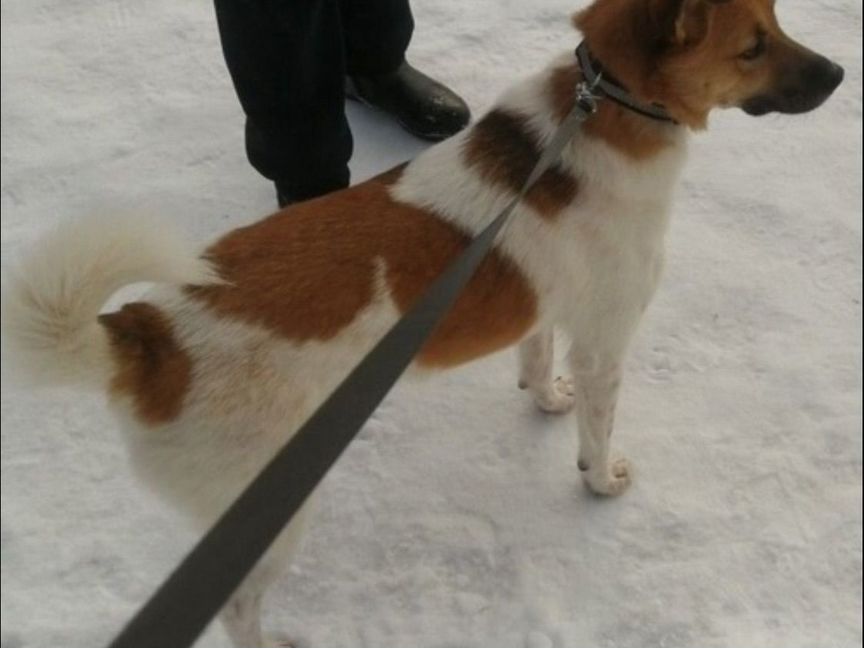 Лайка Майло