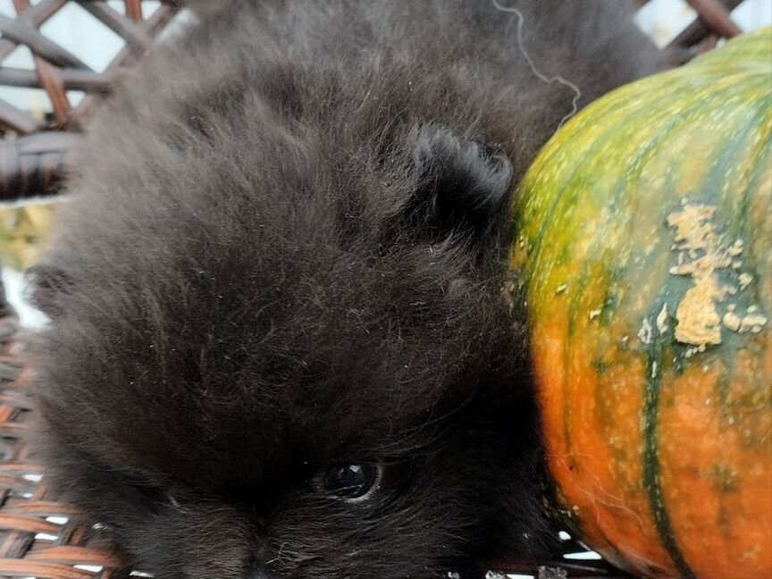 Миниатюрная девочка шпиц