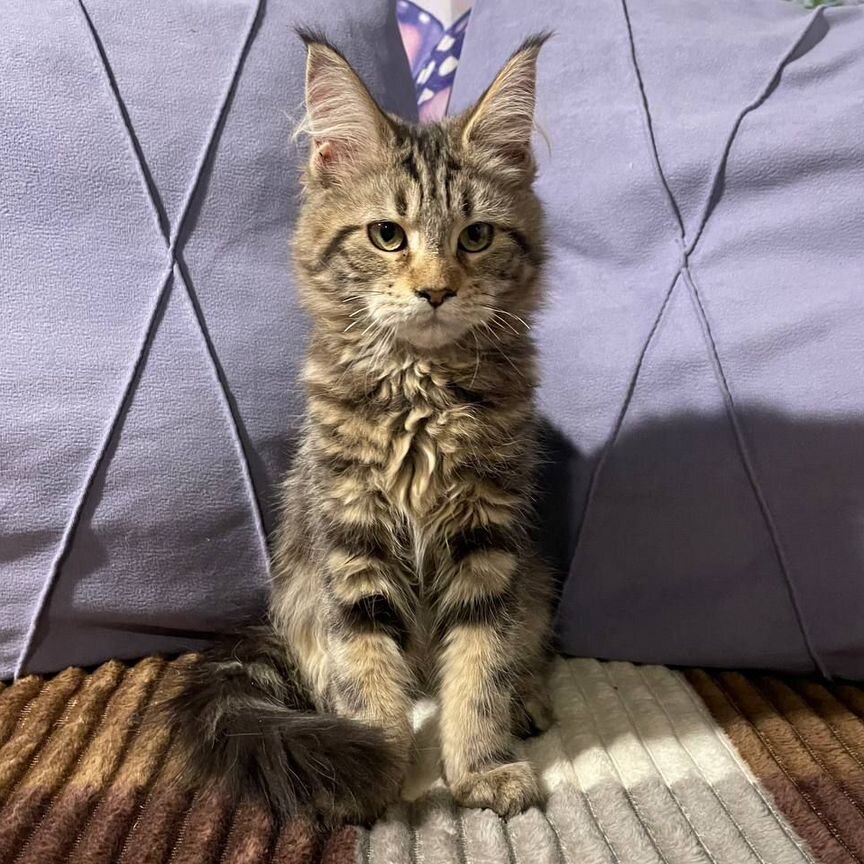 Мейн-кун котёнок