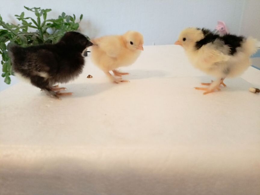 Цыплята бентамки