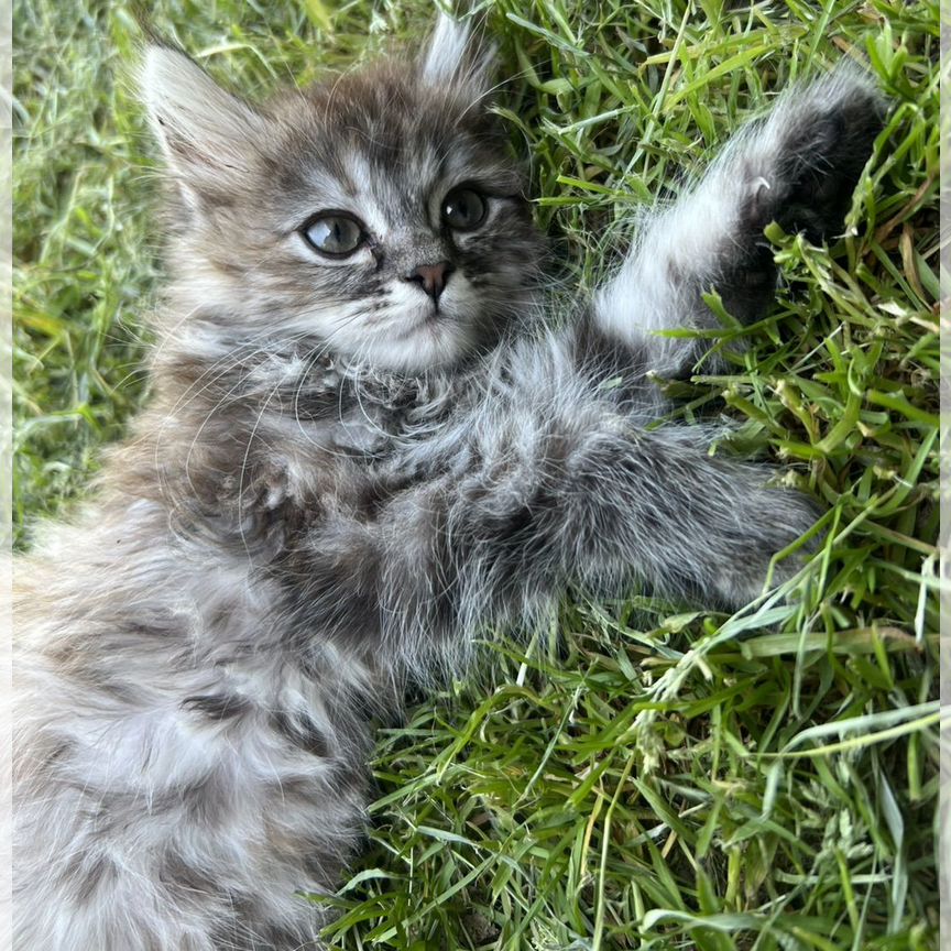 Сибирский котёнок