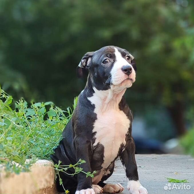 Шикарная девочка Амстаффтерьера