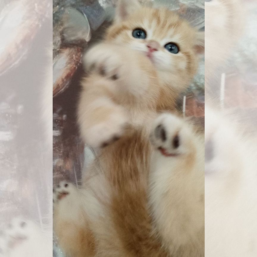 Шотландский прямоухий короткошёрстный котёнок