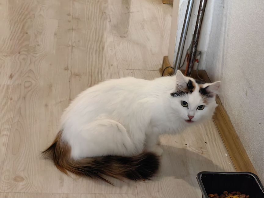 Шикарная молодая кошка