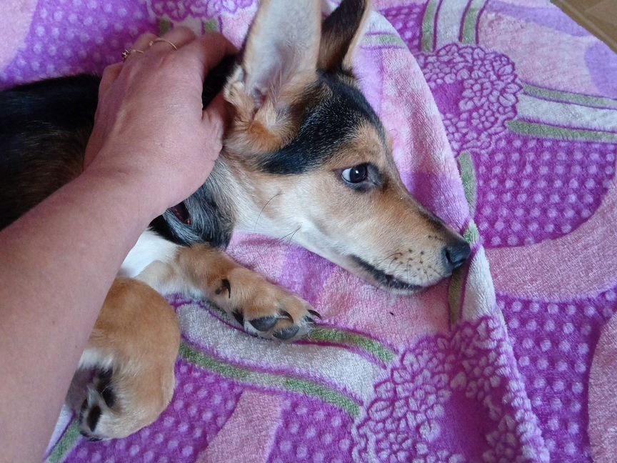 Собака в добрые руки отдам бесплатно