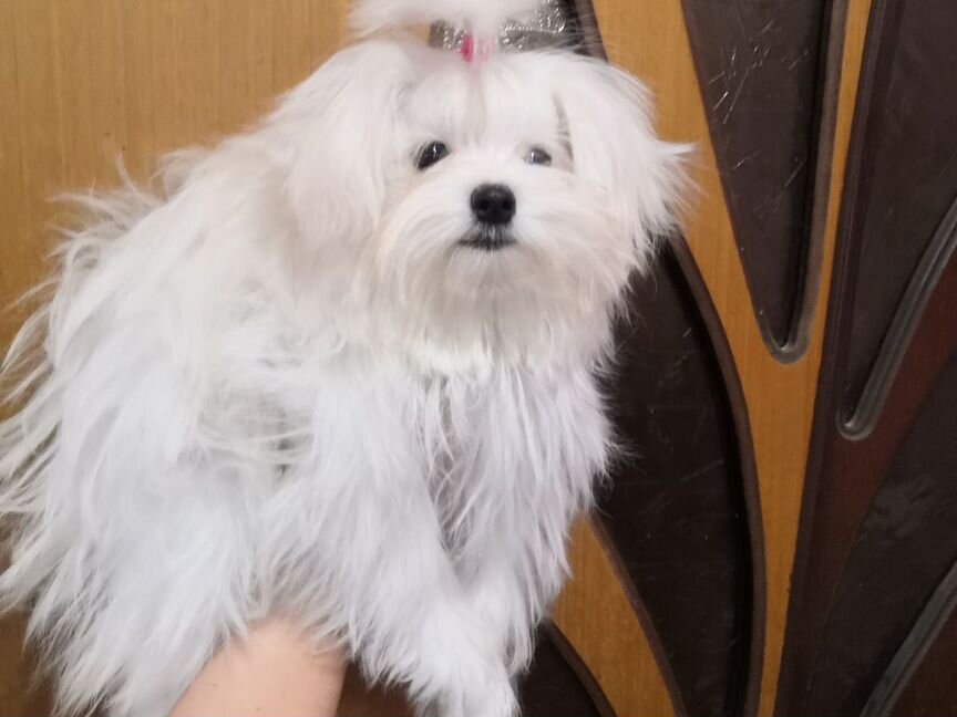 Мальтийская болонка мини мальчик