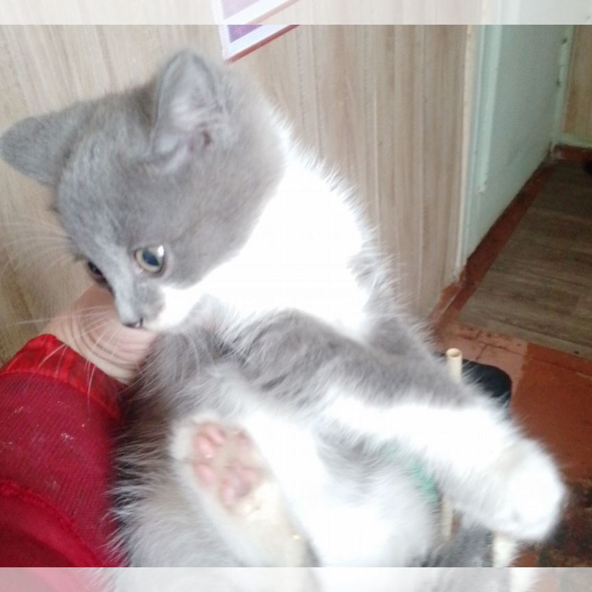 Сибирский котёнок