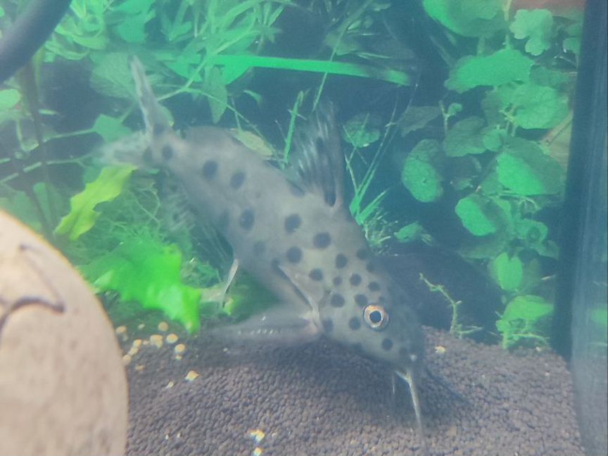 Бронь 19.04.Сом синодонтис