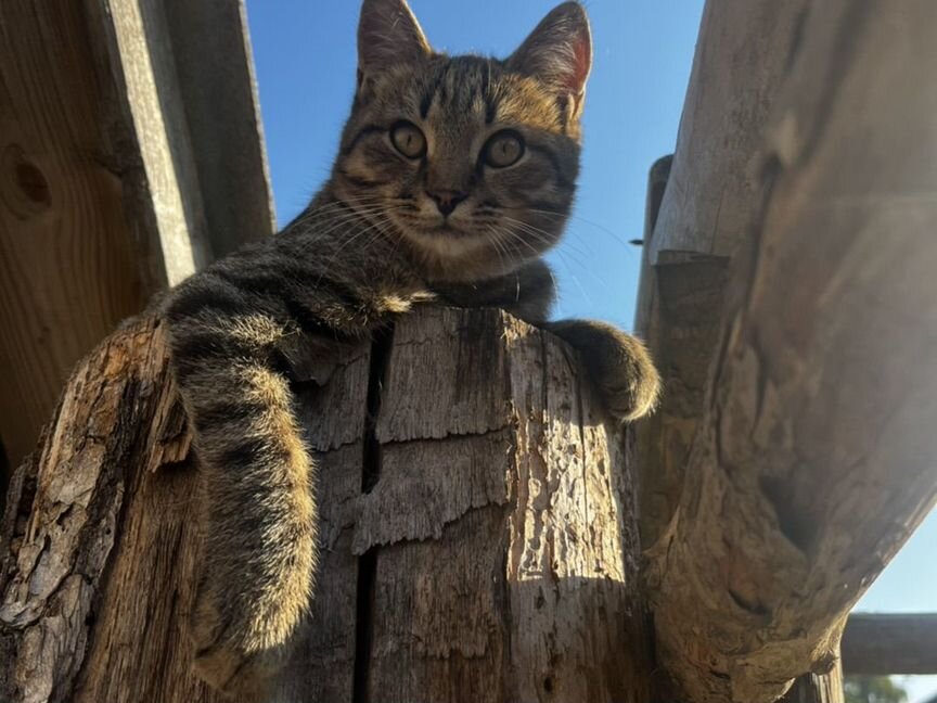 Охотничий кот в частный дом