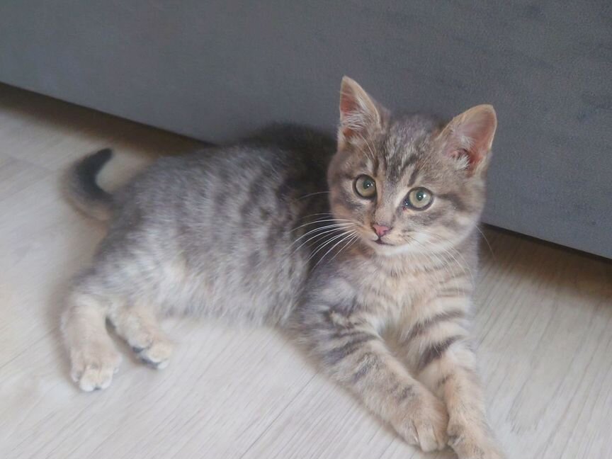 Ласковые котята