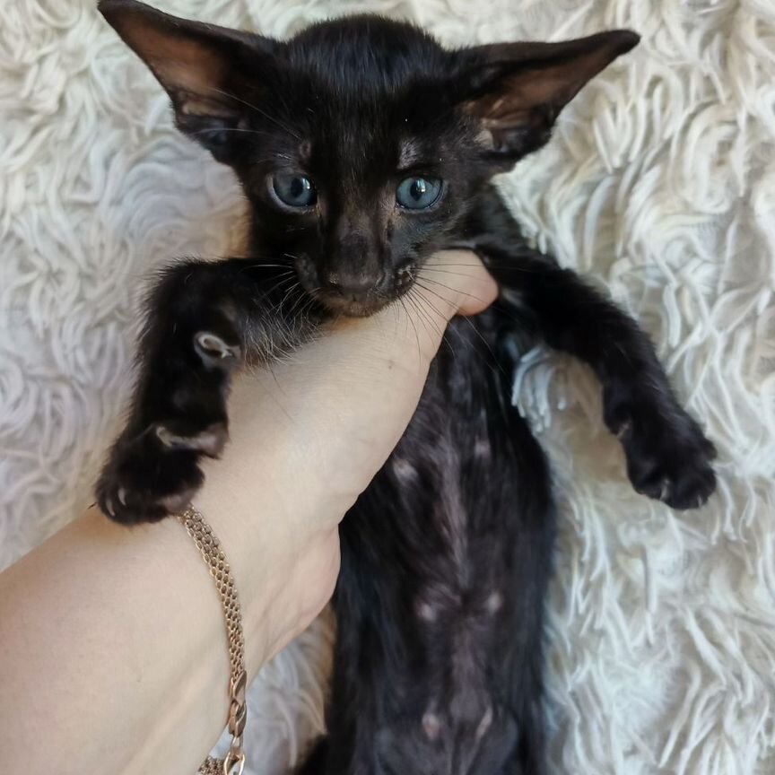 Ориентальный котёнок