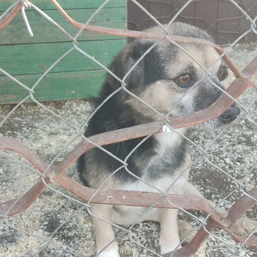 Собачкам из приюта очень нужен дом