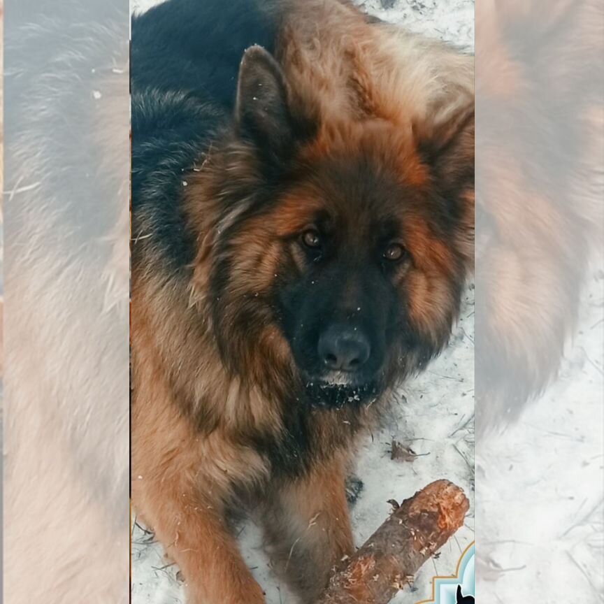 Немецкая овчарка длинношерстная