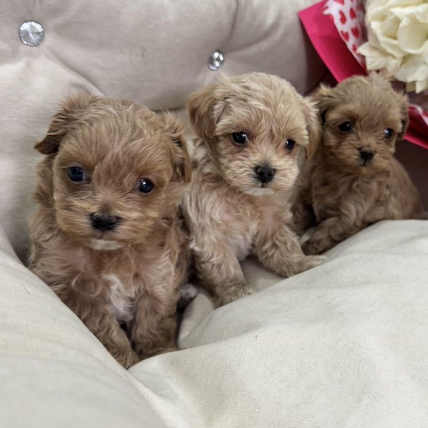 Мальтипу, щенок