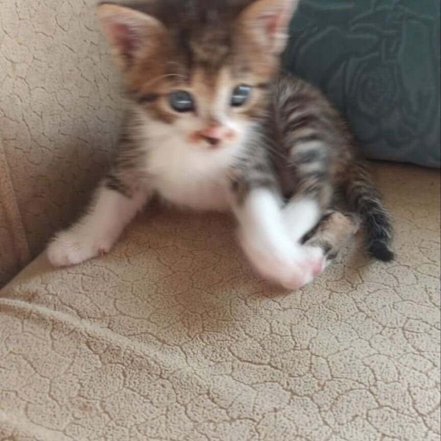 Пристраивается котенок