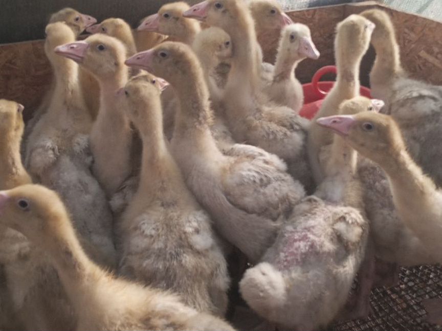 Гусята Линда. Крупный серый